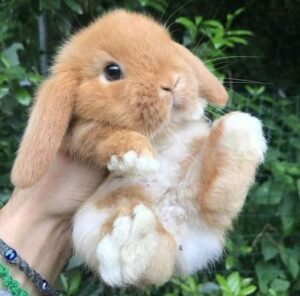 Lovely Littles: Endearing Baby Animals in a Snap