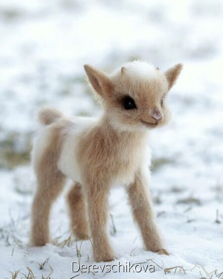 Lovely Littles: Endearing Baby Animals in a Snap