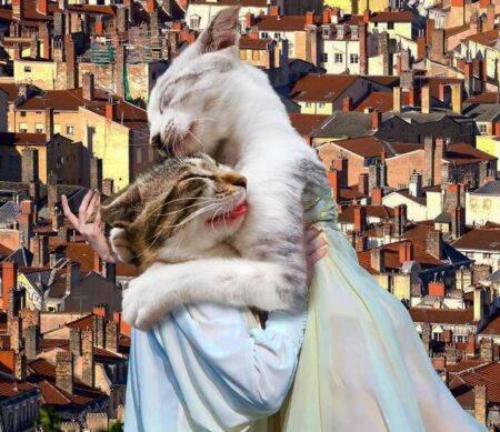 Discover the Beautiful World of Cat Collages: Explore the Best Artworks ...