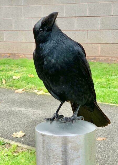Darkly Adorable: 15 Beautiful Crow Pictures That Will Catch Your Heart
