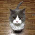 The Adorable Cats: Angry Cats Prepared to Pounce - Get Ready for a ...