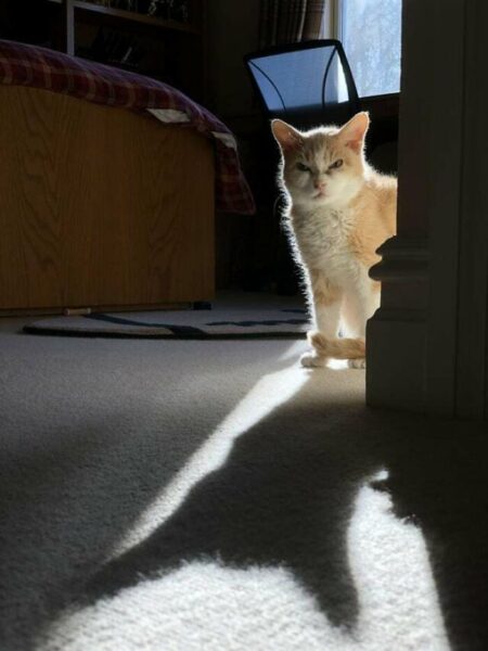 The Adorable Cats: Angry Cats Prepared to Pounce - Get Ready for a ...