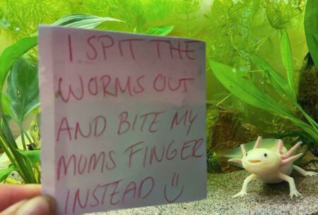 Adorable Axolotl Pictures: Discover the Cuteness of These Aquatic ...