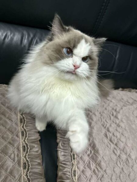 The Adorable Cats: Angry Cats Prepared to Pounce - Get Ready for a ...