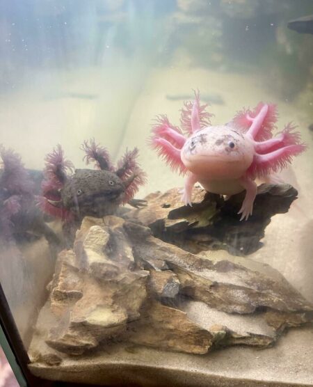 Adorable Axolotl Pictures: Discover the Cuteness of These Aquatic ...