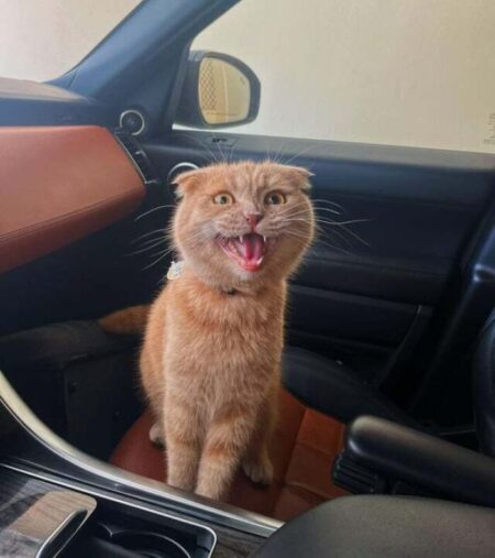 The Adorable Cats: Angry Cats Prepared to Pounce - Get Ready for a ...