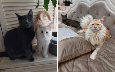 From Adorable Kittens to Magnificent Cats: 15 Heartwarming Photos of ...