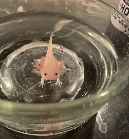 Adorable Axolotl Pictures: Discover the Cuteness of These Aquatic ...