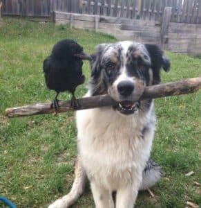 Darkly Adorable: 15 Beautiful Crow Pictures That Will Catch Your Heart