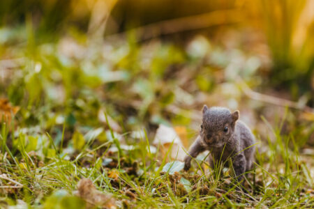Adorable Baby Squirrel Photo shoot: A Photographer's Journey with a ...