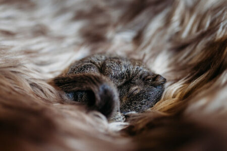 Adorable Baby Squirrel Photo shoot: A Photographer's Journey with a ...