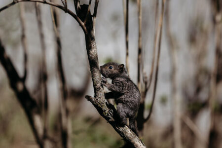 Adorable Baby Squirrel Photo shoot: A Photographer's Journey with a ...