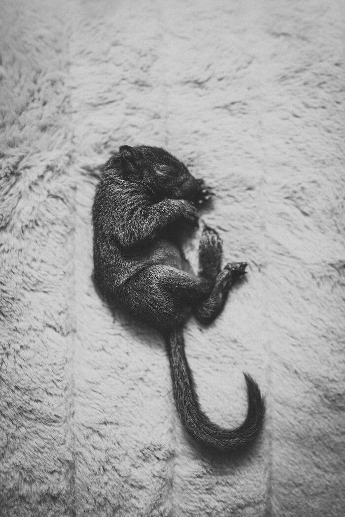Adorable Baby Squirrel Photo shoot: A Photographer's Journey with a ...