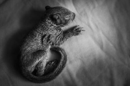 Adorable Baby Squirrel Photo shoot: A Photographer's Journey with a ...