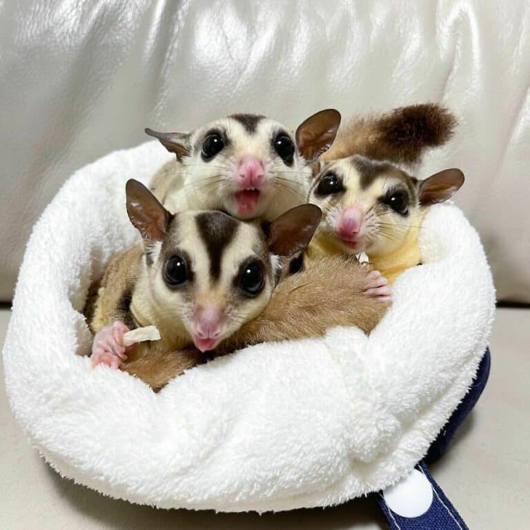 Adorable Sugar Glider Pictures: A Collection of Heartwarming Images ...