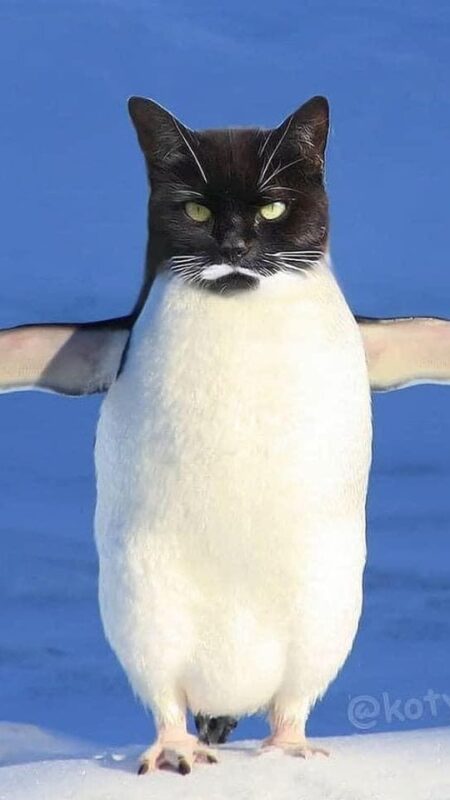 "OMG, Cat Faces on Other Animals: From Basic Idea to Hilarious Comedy ...