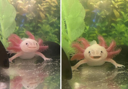Adorable Axolotl Pictures: Discover the Cuteness of These Aquatic ...