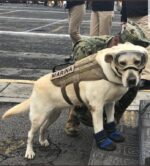 Adorable Animals Who Made The World A Brighter Place