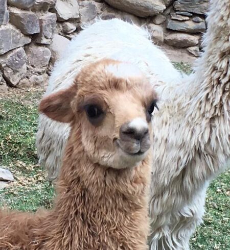 Adorable Animals Who Made The World A Brighter Place