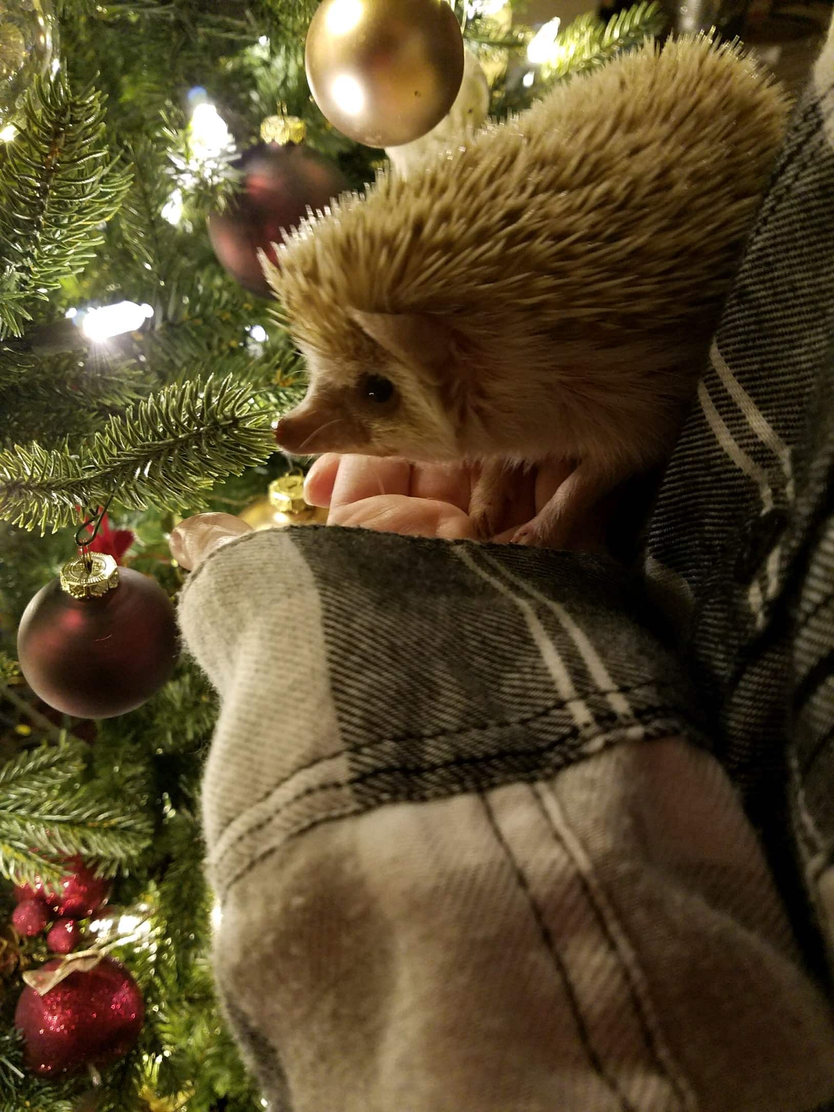 Adorable Animals Who Made The World A Brighter Place