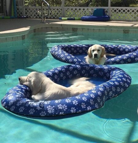 The Adorable World of 'Pool Pawties' at Dog Daycare Centers!