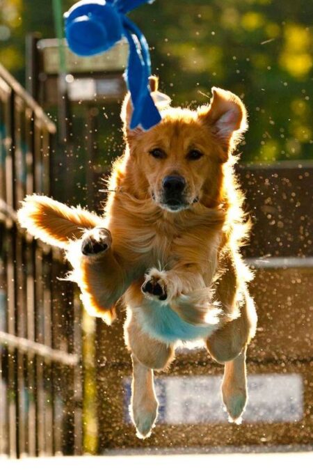The Adorable World of 'Pool Pawties' at Dog Daycare Centers!