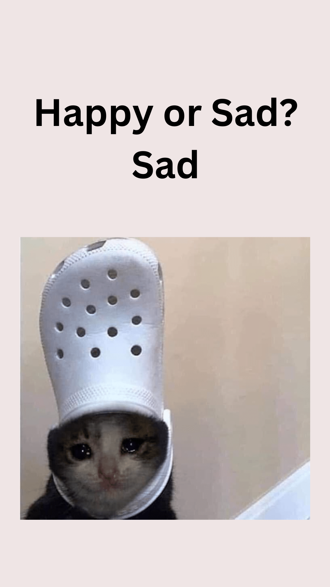 Cute Funny Cats With Top 15 Hilarious Cat Comedies