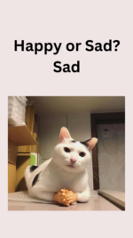 Cute Funny Cats With Top 15 Hilarious Cat Comedies