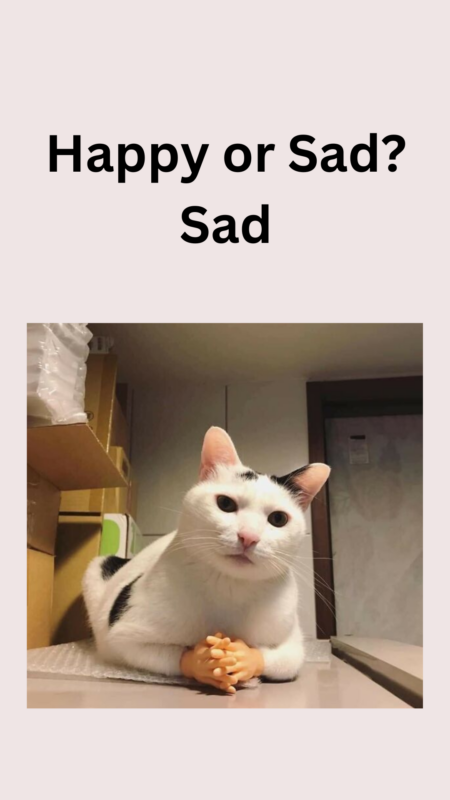 Cute Funny Cats With Top 15 Hilarious Cat Comedies