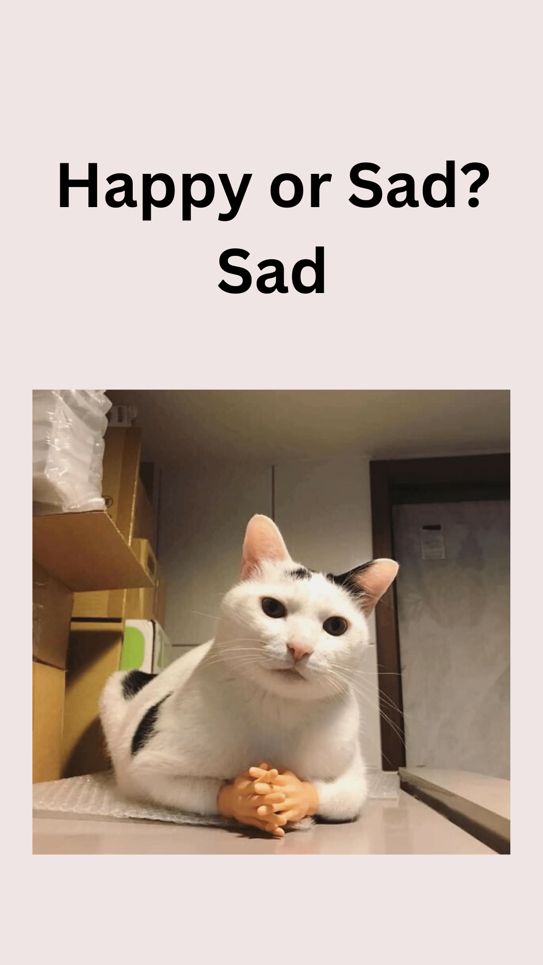 Cute Funny Cats With Top 15 Hilarious Cat Comedies