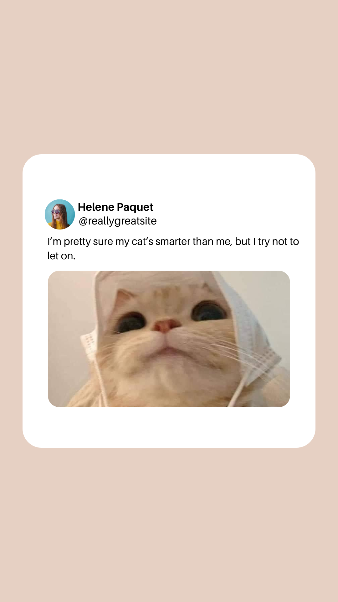 Cute Funny Cats With Top 15 Hilarious Cat Comedies