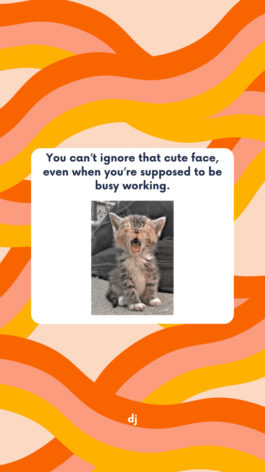 Cute Funny Cats With Top 15 Hilarious Cat Comedies