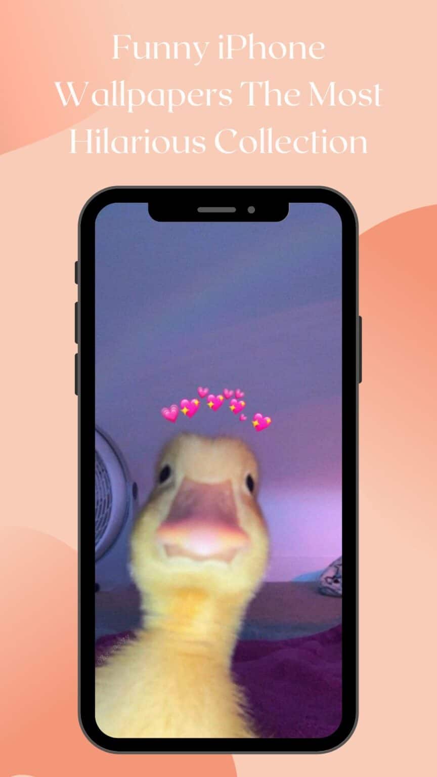 Funny iPhone Wallpapers The Most Hilarious Collection