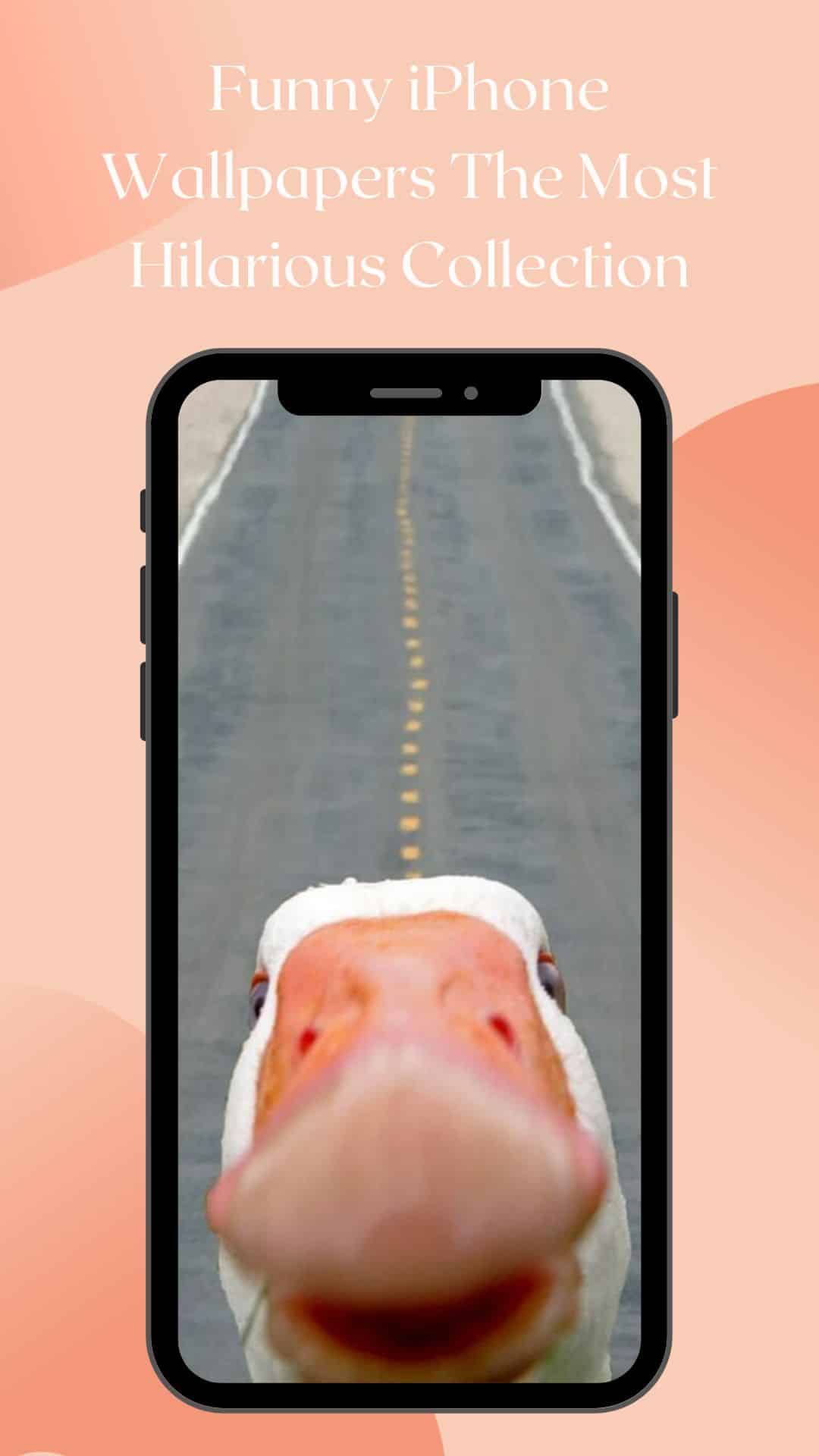 Funny iPhone Wallpapers The Most Hilarious Collection