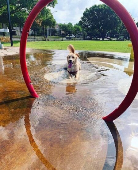 The Adorable World of 'Pool Pawties' at Dog Daycare Centers!