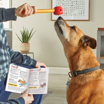 This Article Will Make Your Romantic Pets Amazing