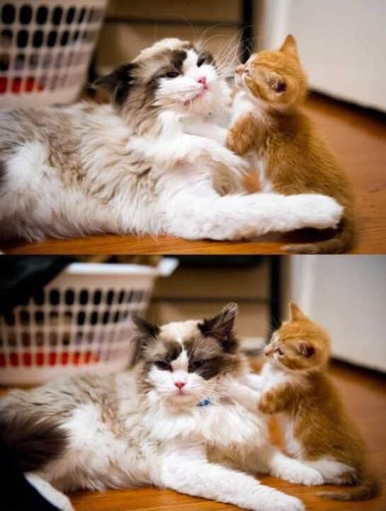 This Article Will Make Your Romantic Pets Amazing