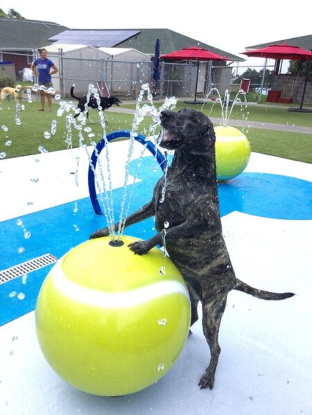 The Adorable World of 'Pool Pawties' at Dog Daycare Centers!