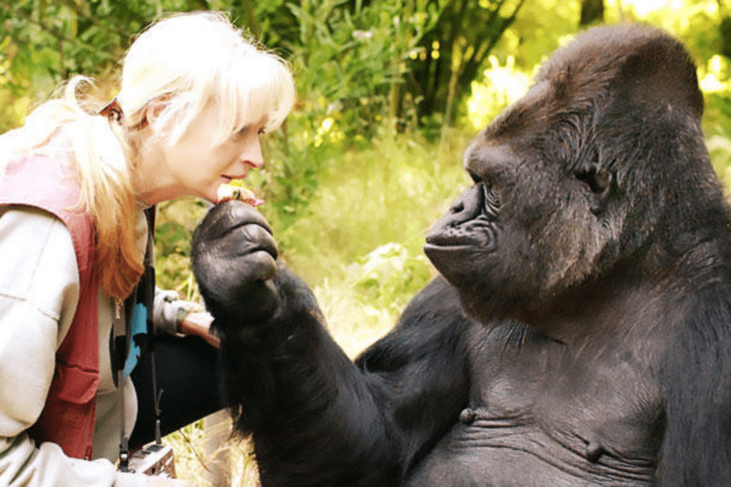 Gorillas: Amazing and Hilarious Moments in the Ape Kingdom