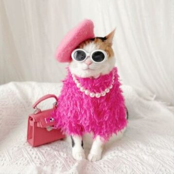 Animals in Clothes: Cute and Funny Pics