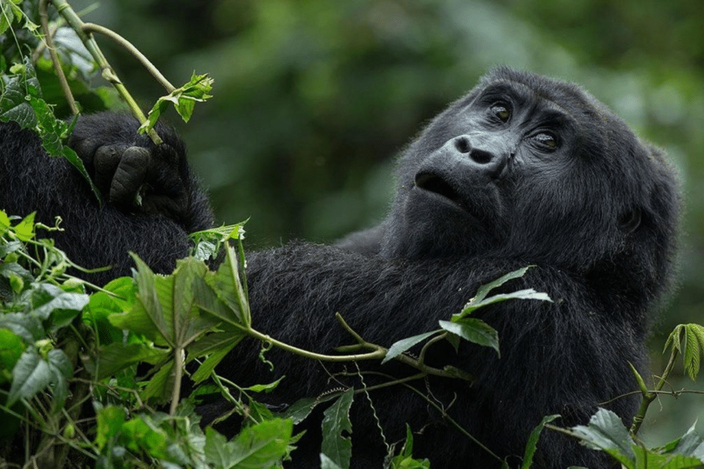 Gorillas: Amazing and Hilarious Moments in the Ape Kingdom