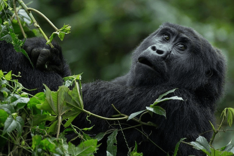 Gorillas: Amazing and Hilarious Moments in the Ape Kingdom