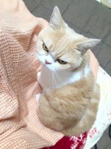 27 Most Viral Angry Cat images on internet
