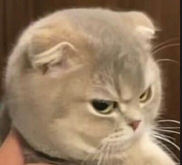 27 Most Viral Angry Cat images on internet