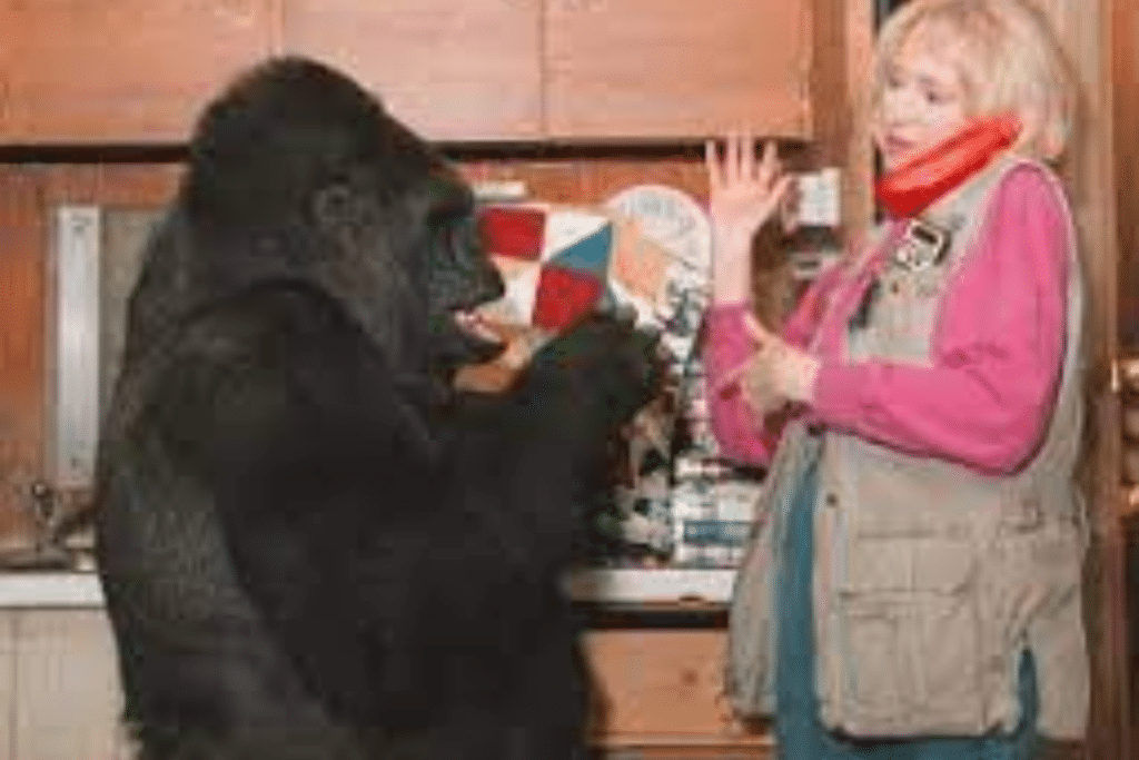 Gorillas: Amazing and Hilarious Moments in the Ape Kingdom