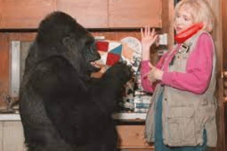 Gorillas: Amazing and Hilarious Moments in the Ape Kingdom