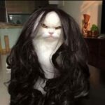 27 Most Viral Angry Cat images on internet