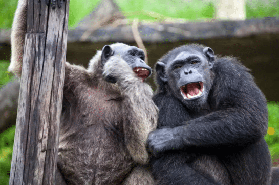 Gorillas: Amazing and Hilarious Moments in the Ape Kingdom