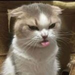 27 Most Viral Angry Cat images on internet