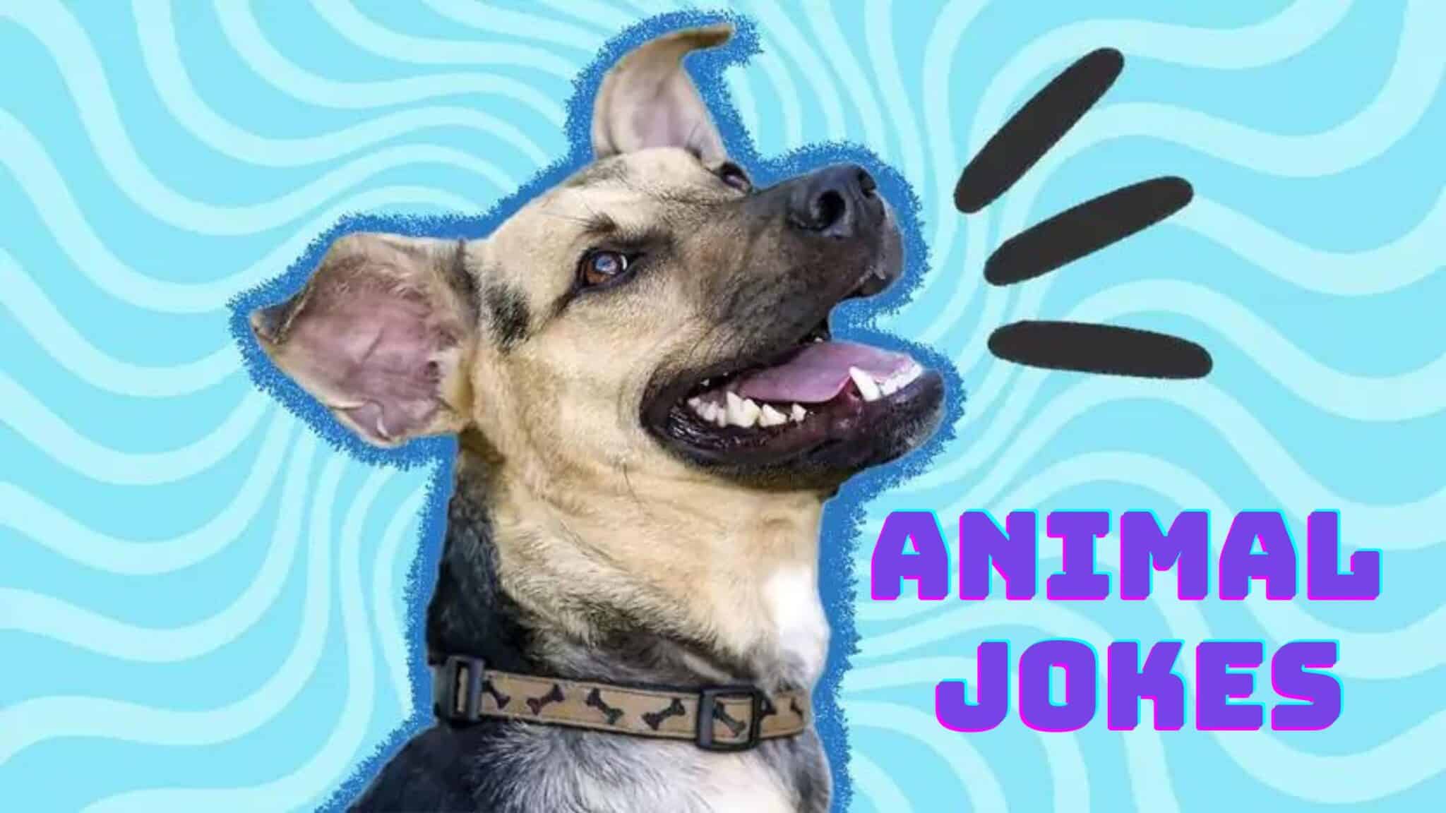 Paws and Chuckles: Animal Jokes to Brighten Your Day
